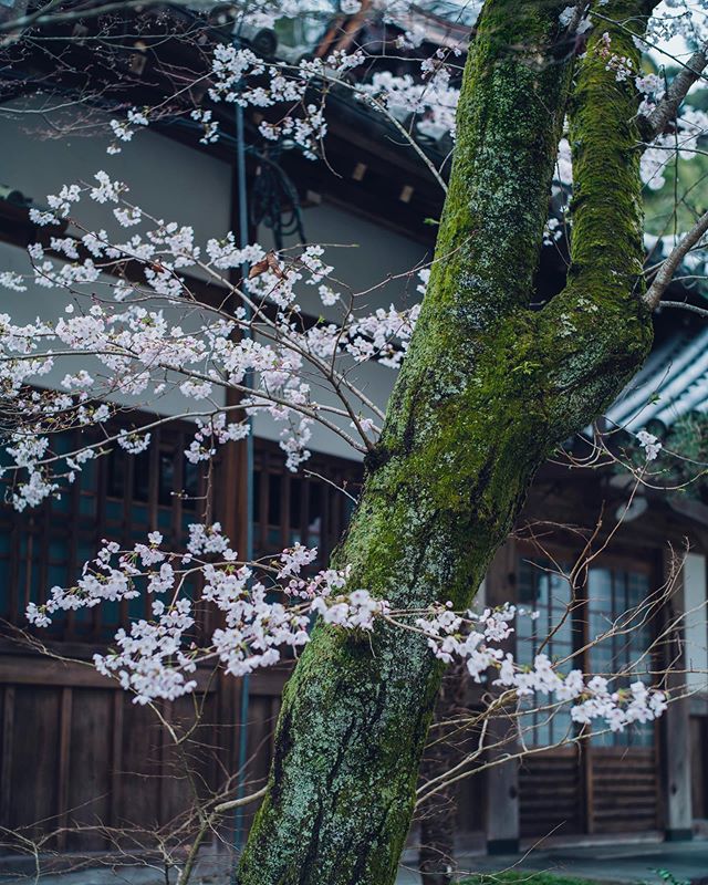 KIYOMIZU-DERA TEMPLE